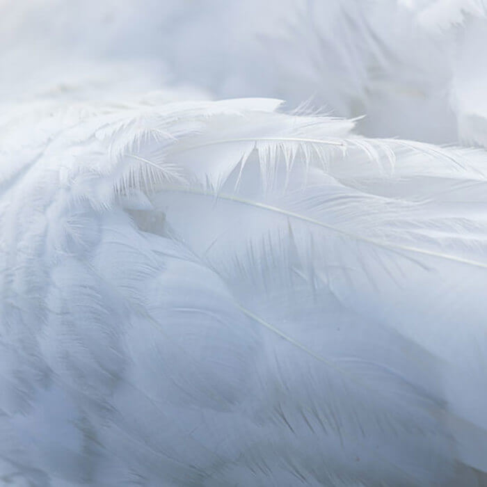 Down vs Feather Bedding: The Differences Between the Two